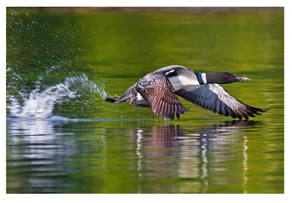 We have liftoff. | Shutterbug